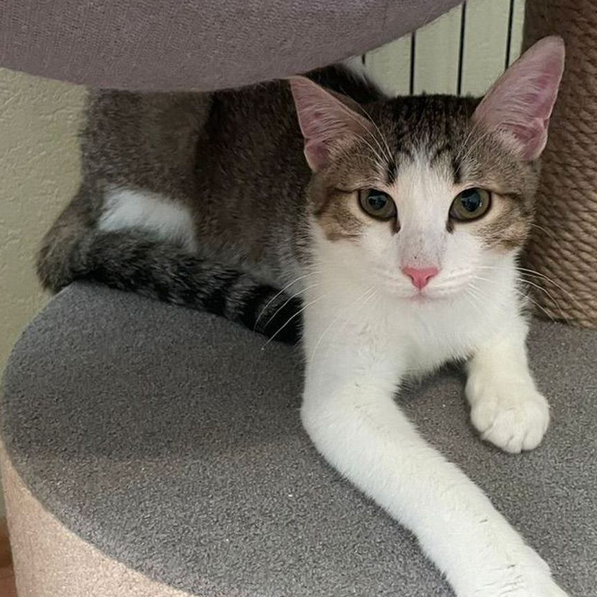 Котик 6 месяцев ищет дом