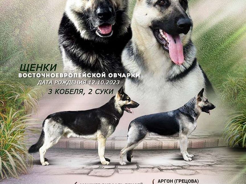Щенки восточноевропейской овчарки Документы РКФ