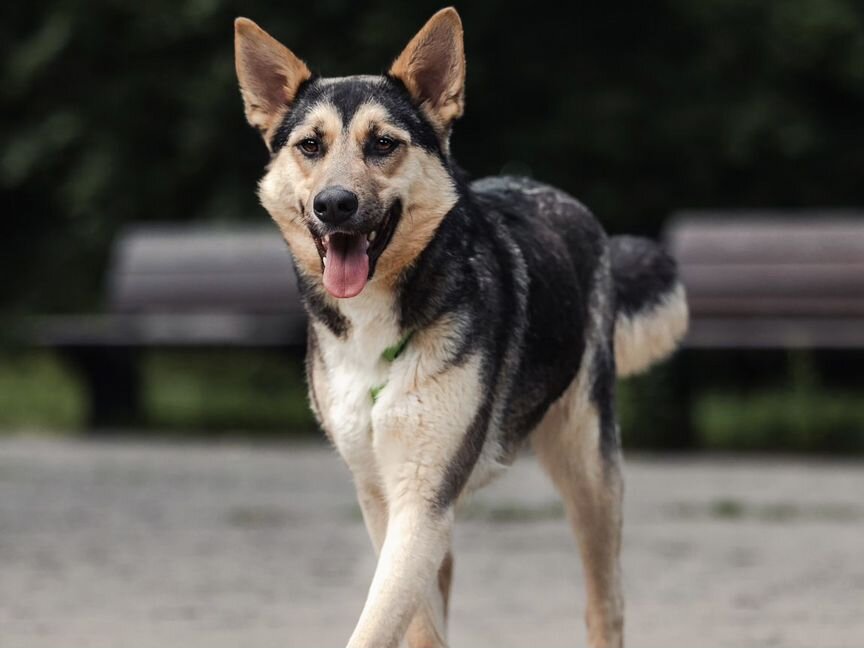 Собака Зои из приюта ищет своего человека