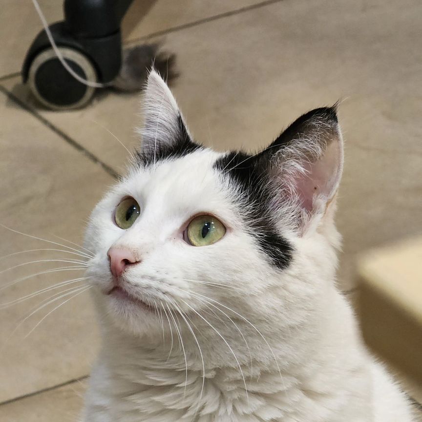 Котик в добрые руки