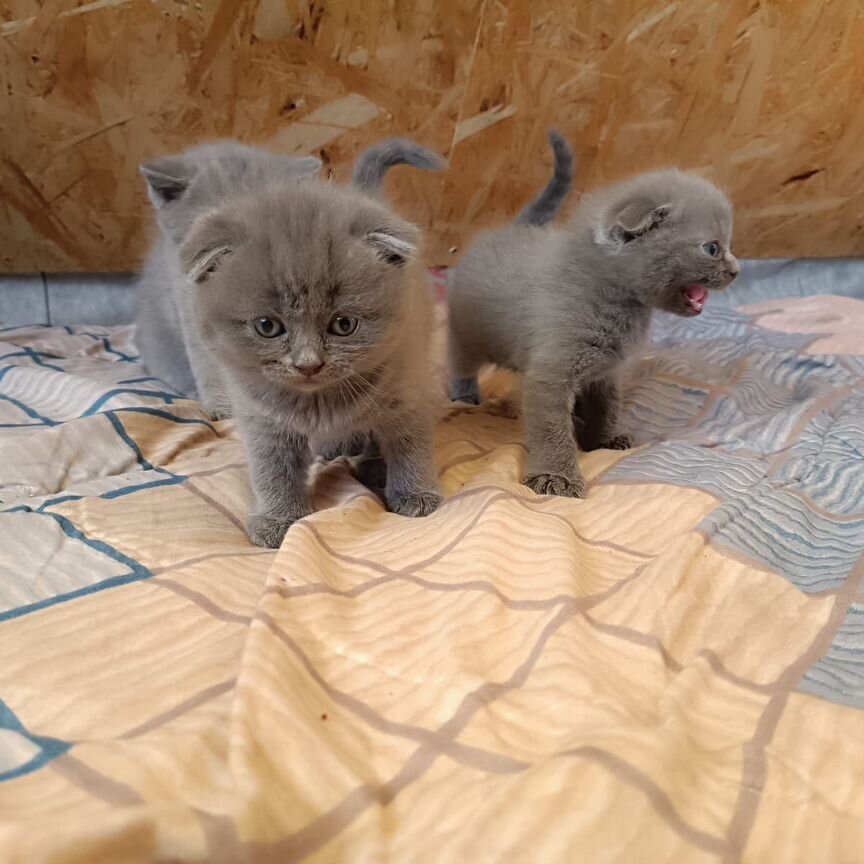 Шотландские плюшевые котята