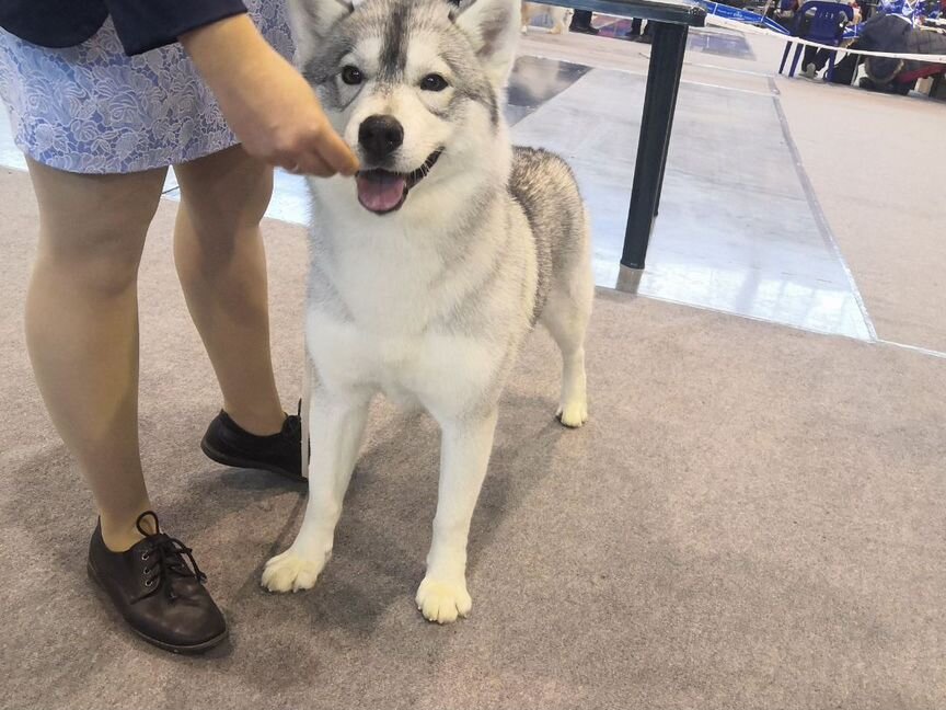 Сибирский хаски