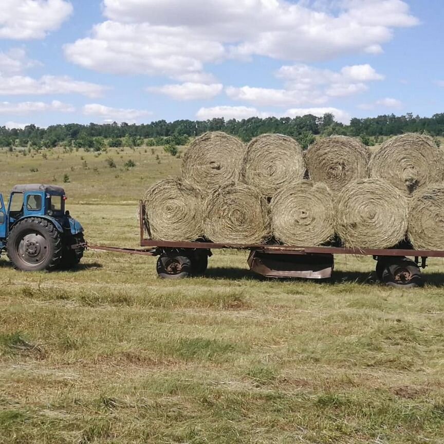 Сено оптом