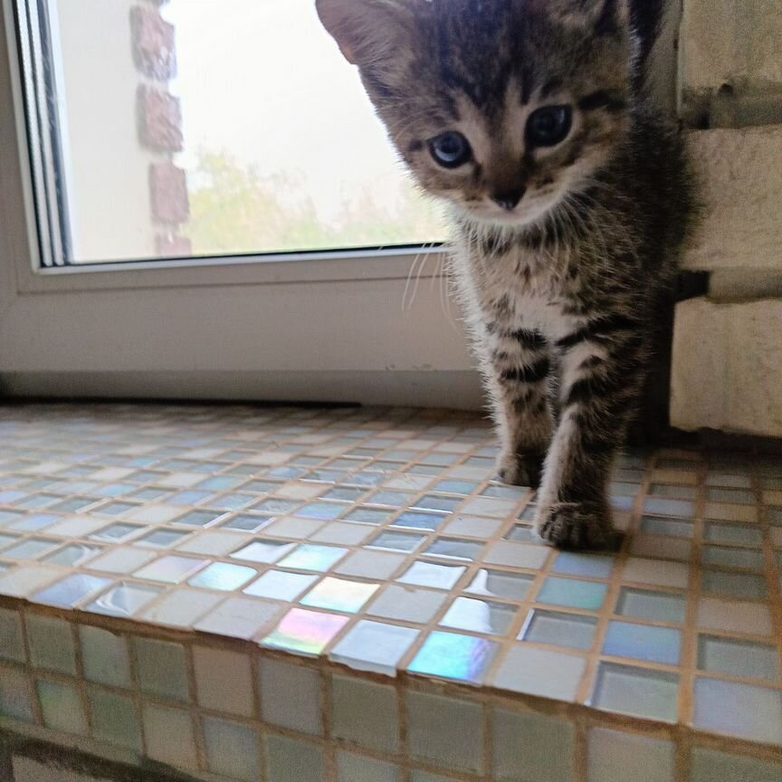 Котята подкидыши