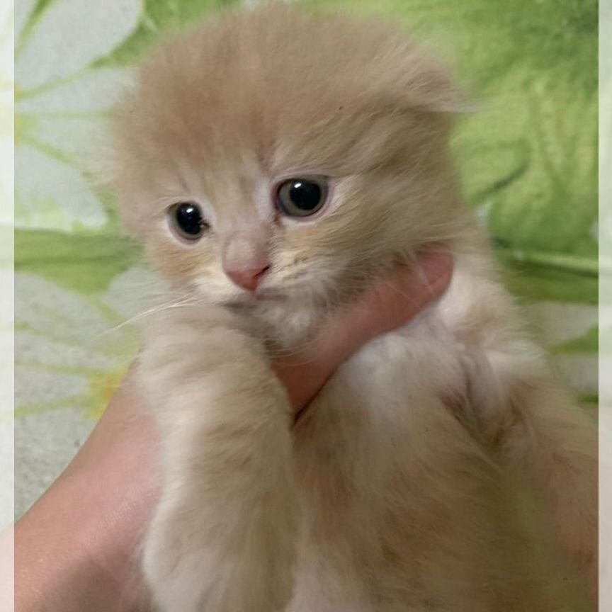 Шотландский вислоухий длинношёрстный котёнок