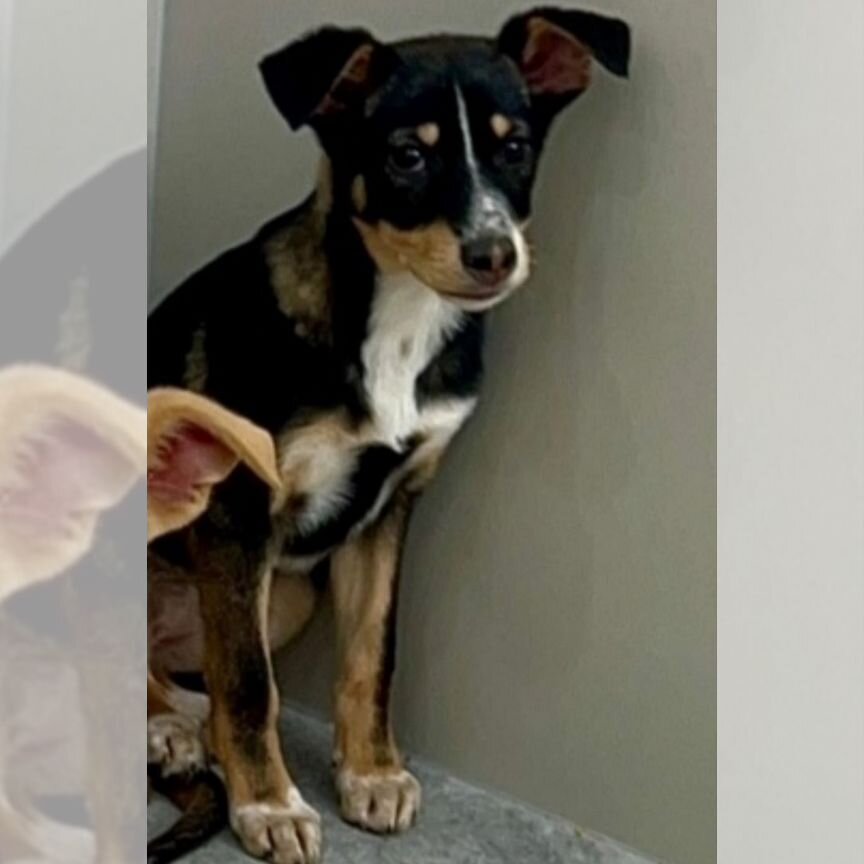 Щенок в добрые руки