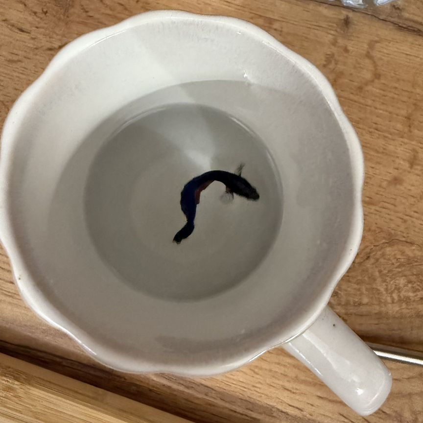 Рыбка петушок самец