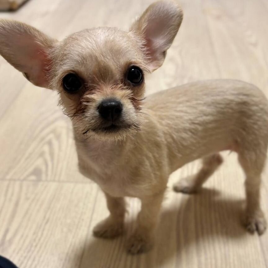 Чихуахуа super мини