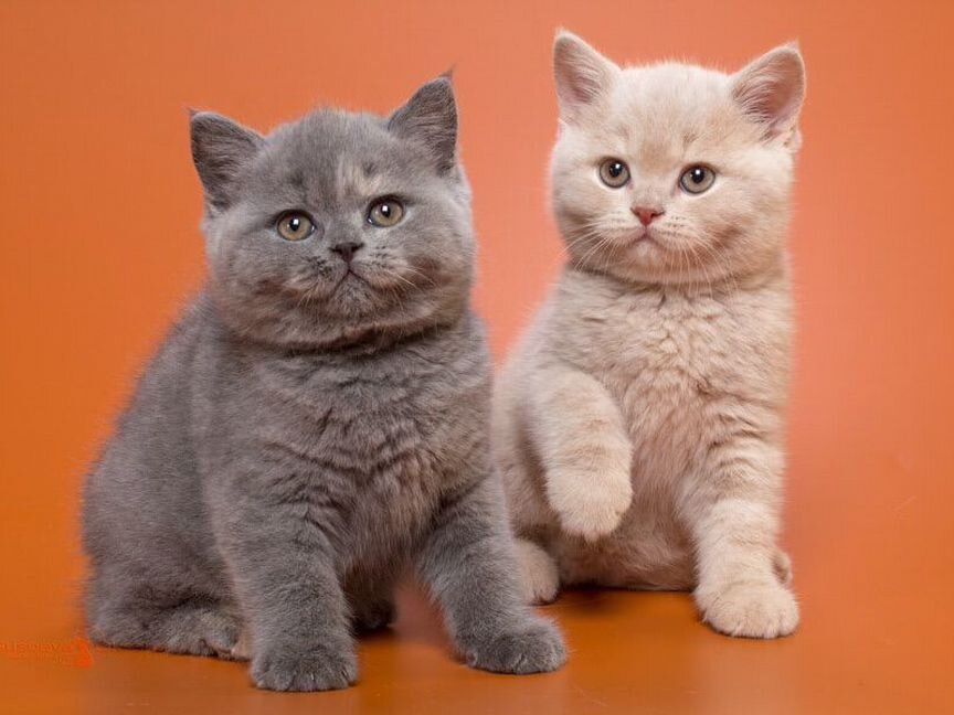Британские котята