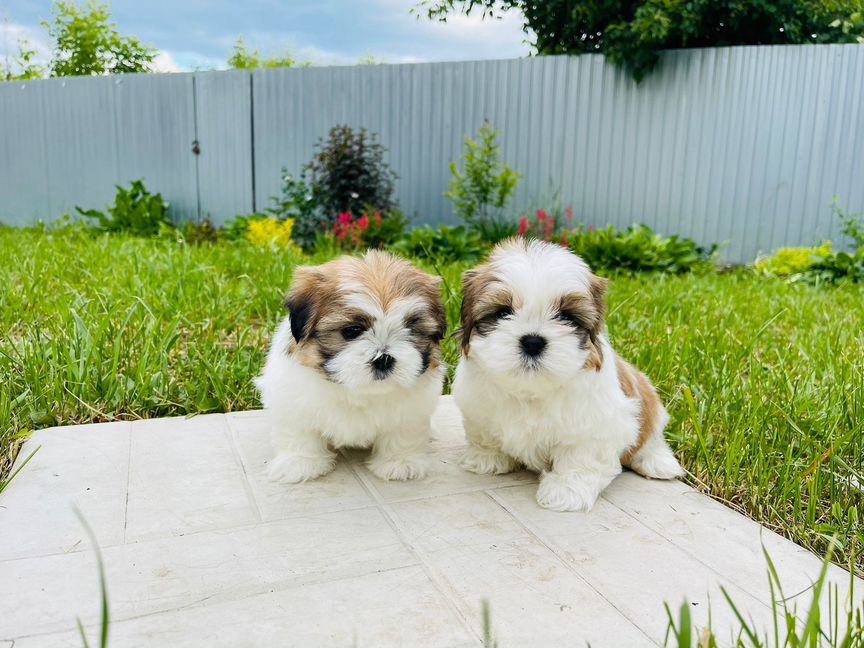 Императорские хризантемки