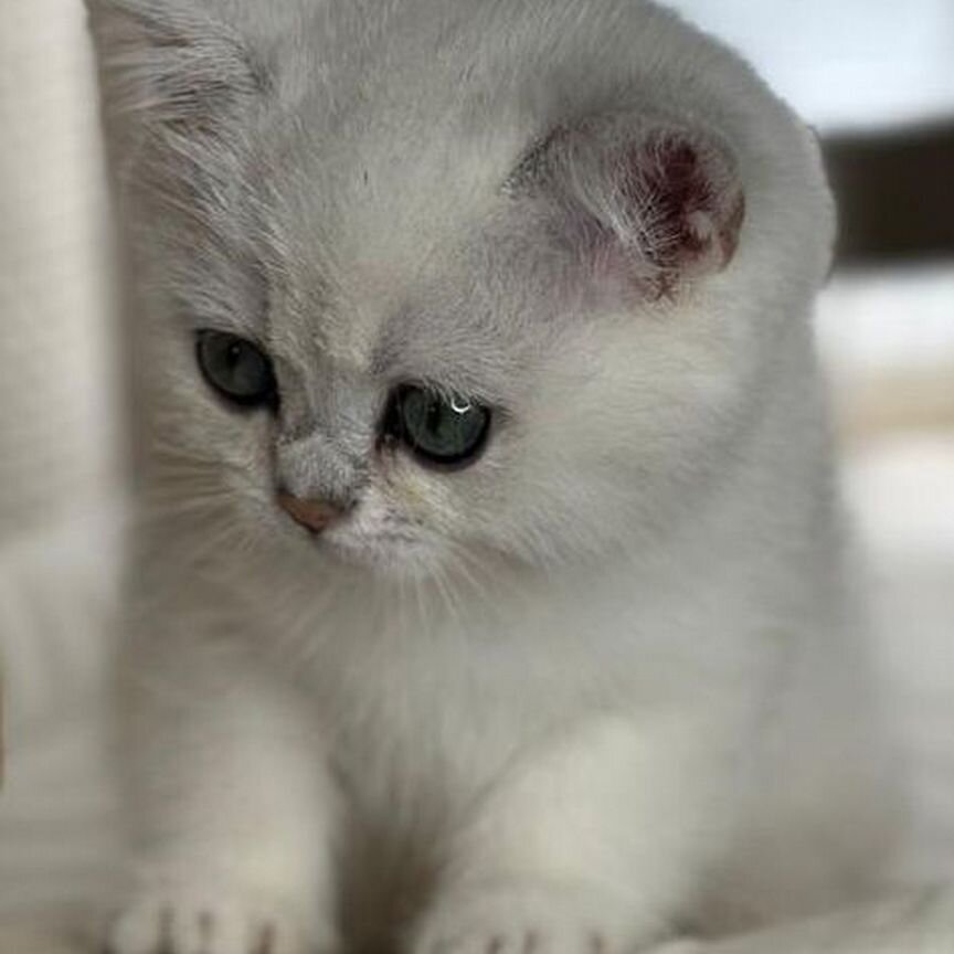 Британские котята серебристая шиншилла