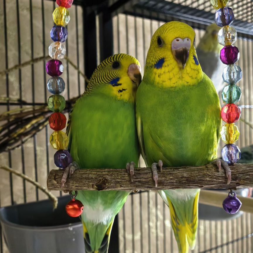 Птенчики волнистого попугая