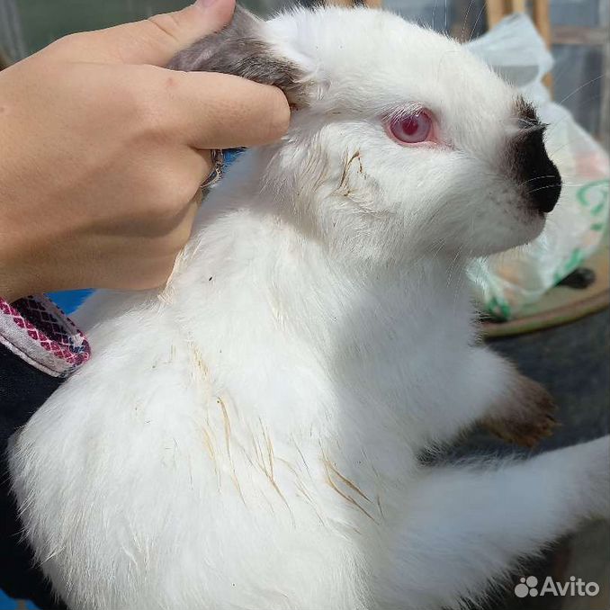 Продам мясо кролика