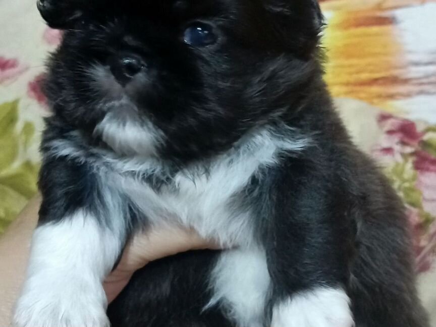 Щенки пекинеса мальчики