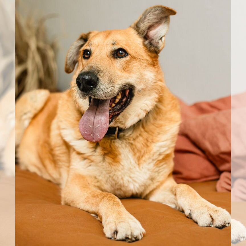 Взрослый пёс в добрые руки