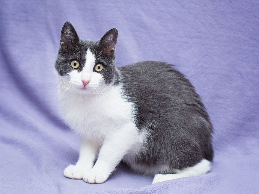 Жизнерадостный котёнок Таисия ищет добрых хозяев