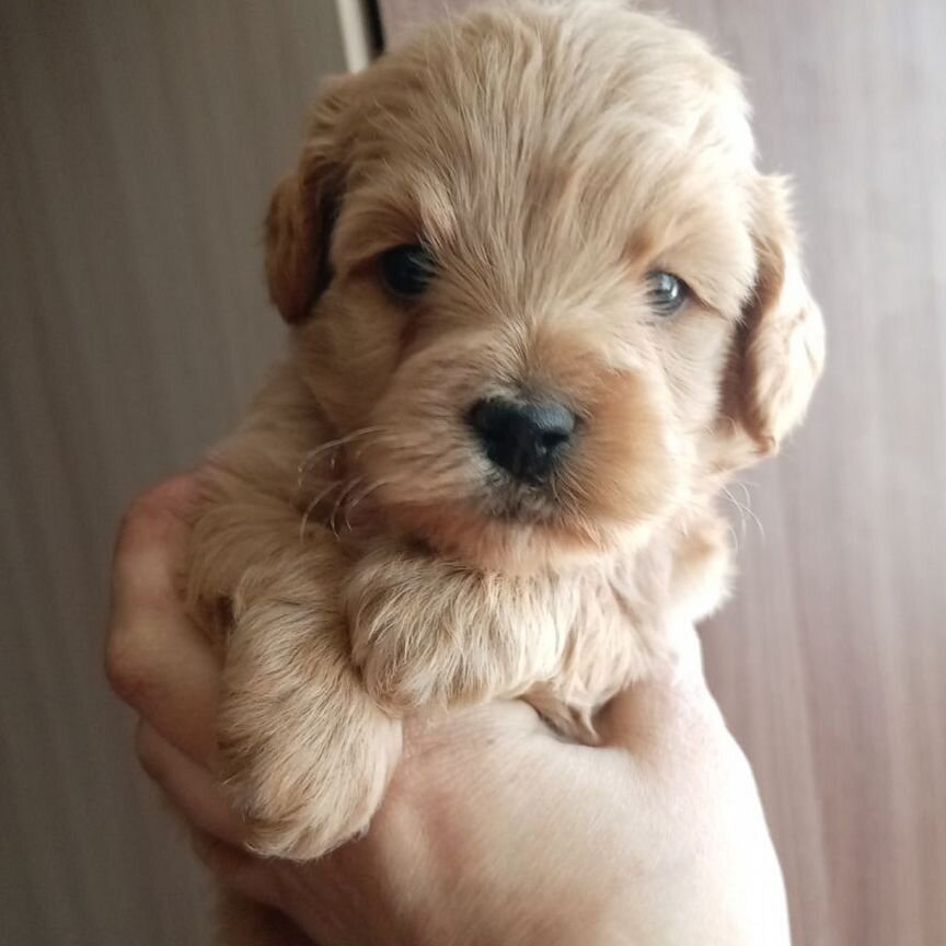 Мальтипу, щенок