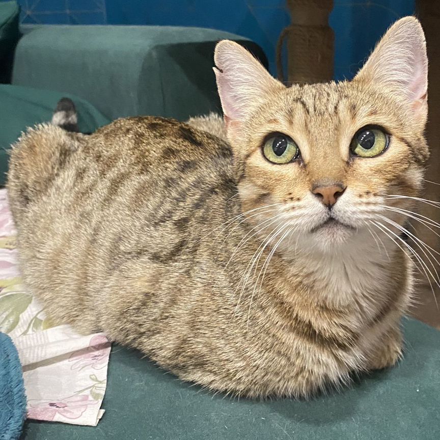 Взрослая кошка в добрые руки