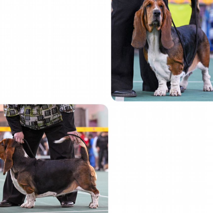 Девочка Бассет-хаунда