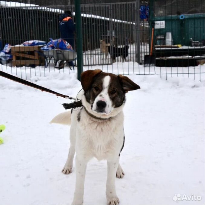 Щенок, 11 мес