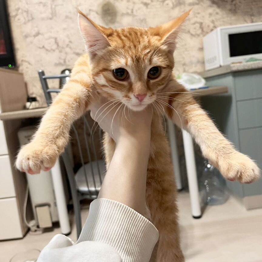 Котенок в добрые руки