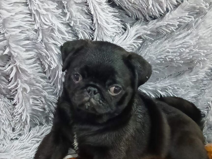 Щенки мопса