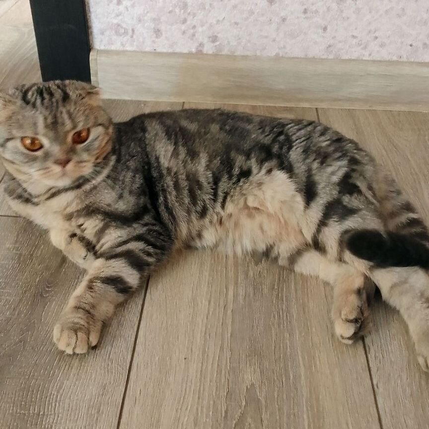 Отдам в добрые руки кошечку