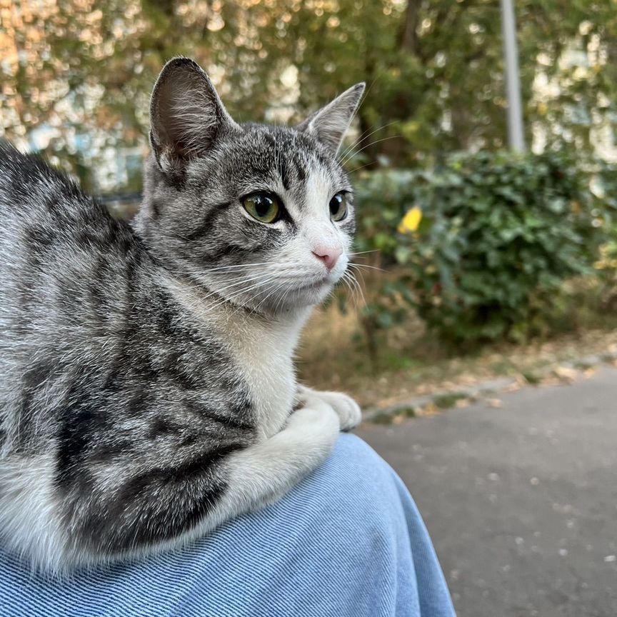 Кошечка в добрые руки