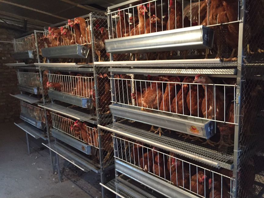 Куры молодки