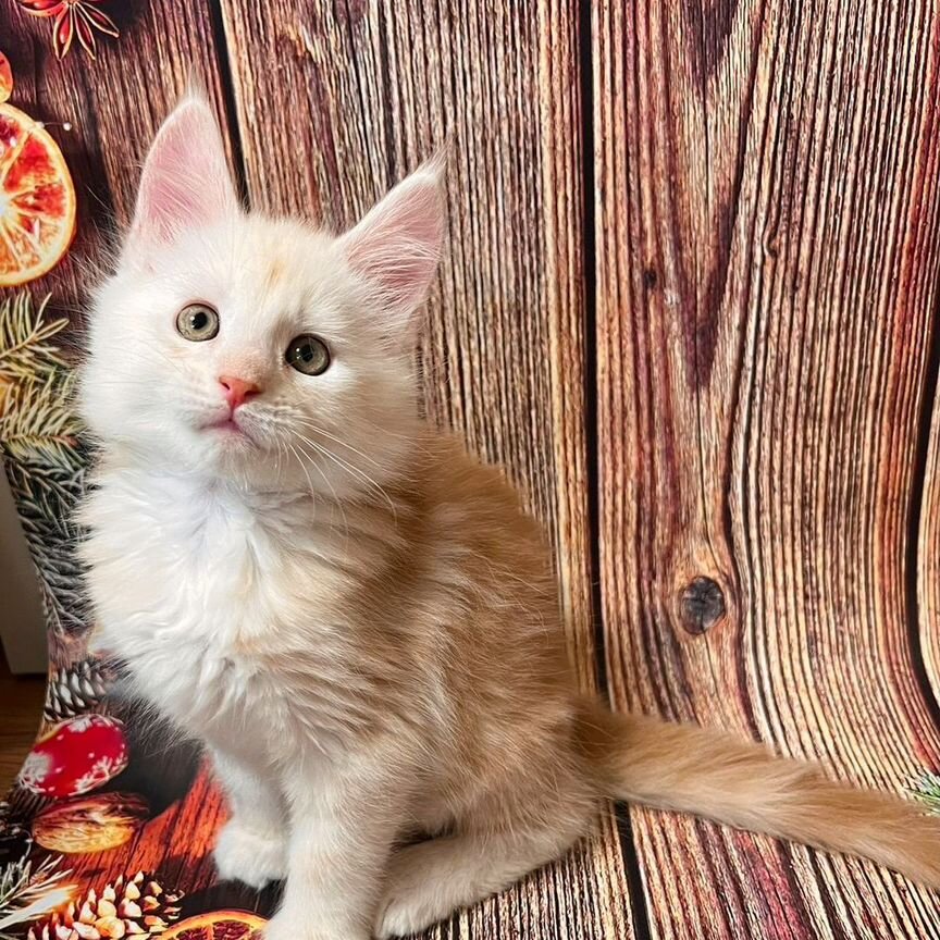 Котенок мейн кун 2 месяца