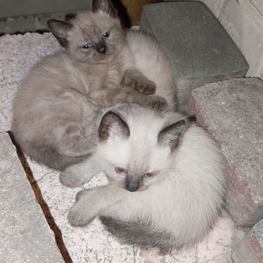 Тайский котёнок