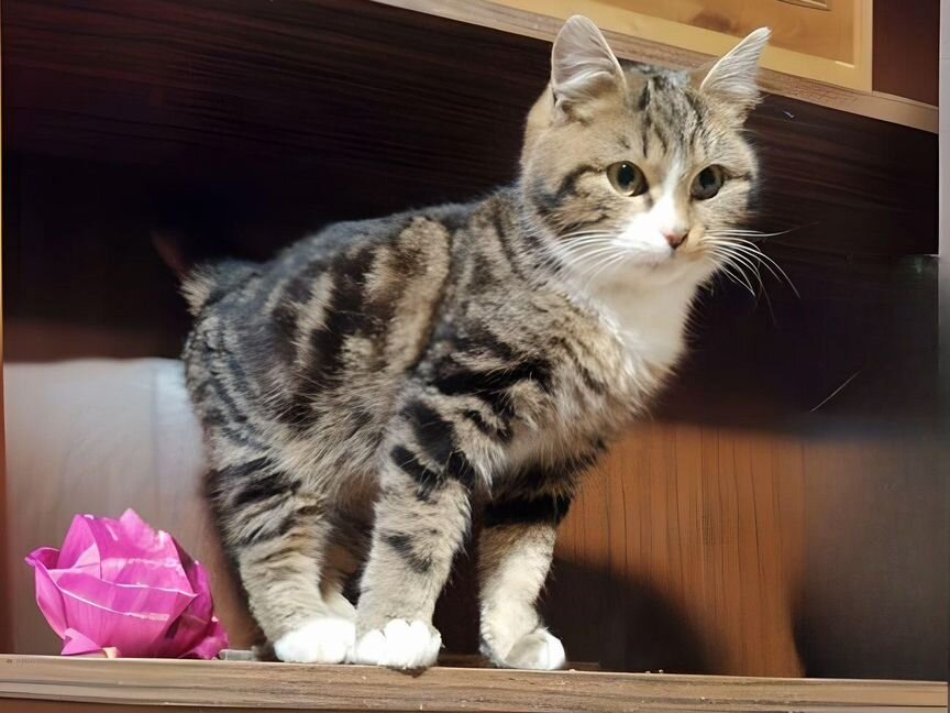 Подросток котик Филя ищет семью
