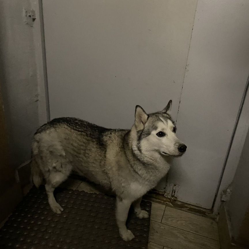 Потерялась собака