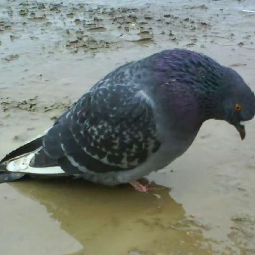 Очень счастливый голубь