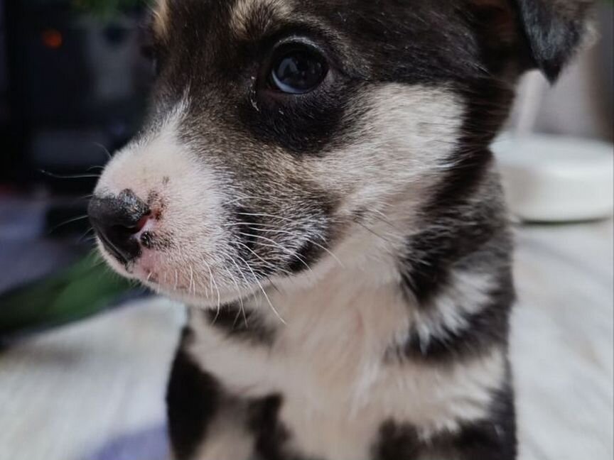 Маленькая собака, щенок