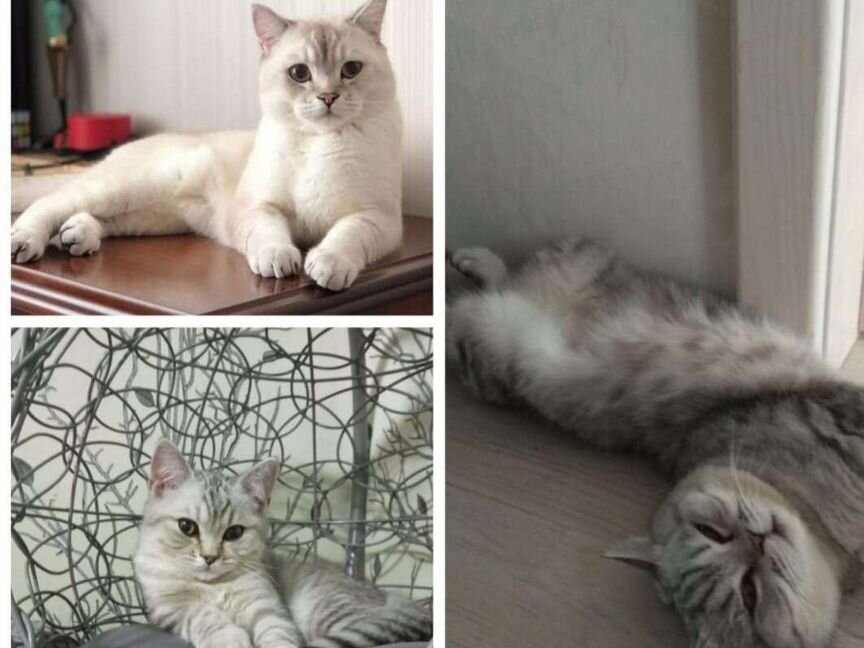 Котик ищет подружку)
