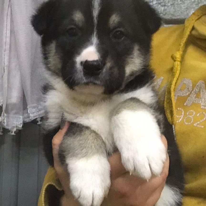 Щенок мальчик 1,5 месяца