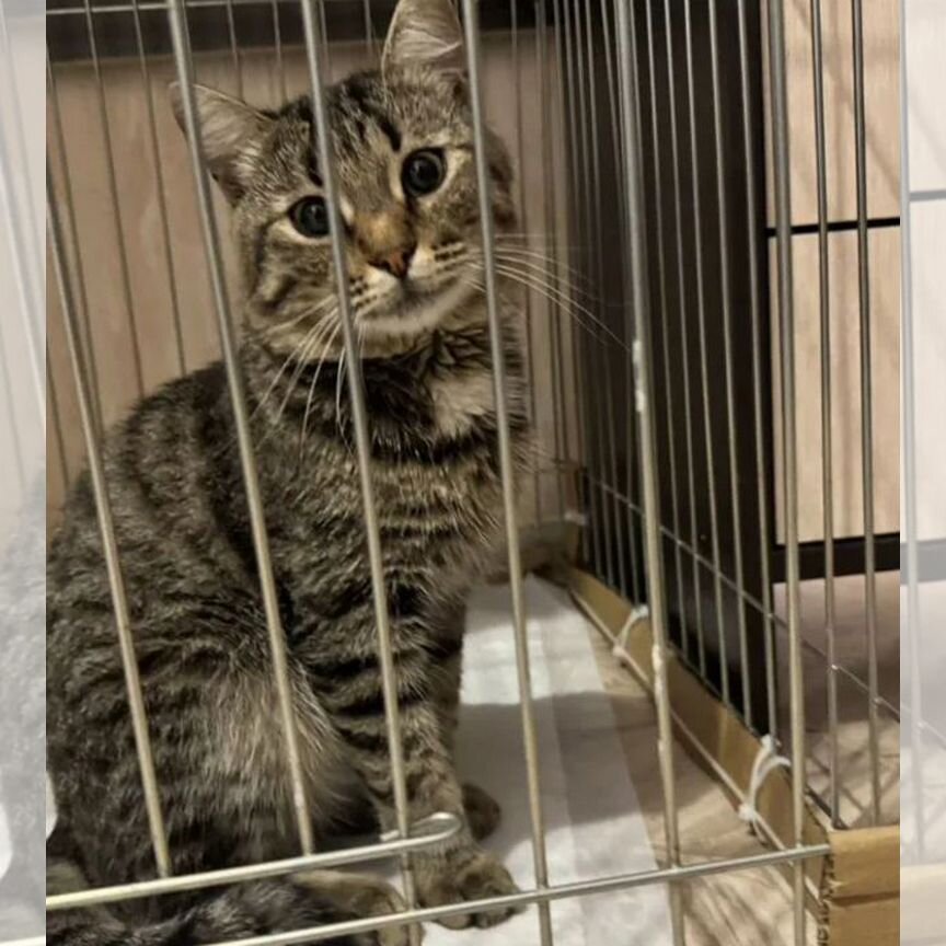 Взрослый кот в добрые руки