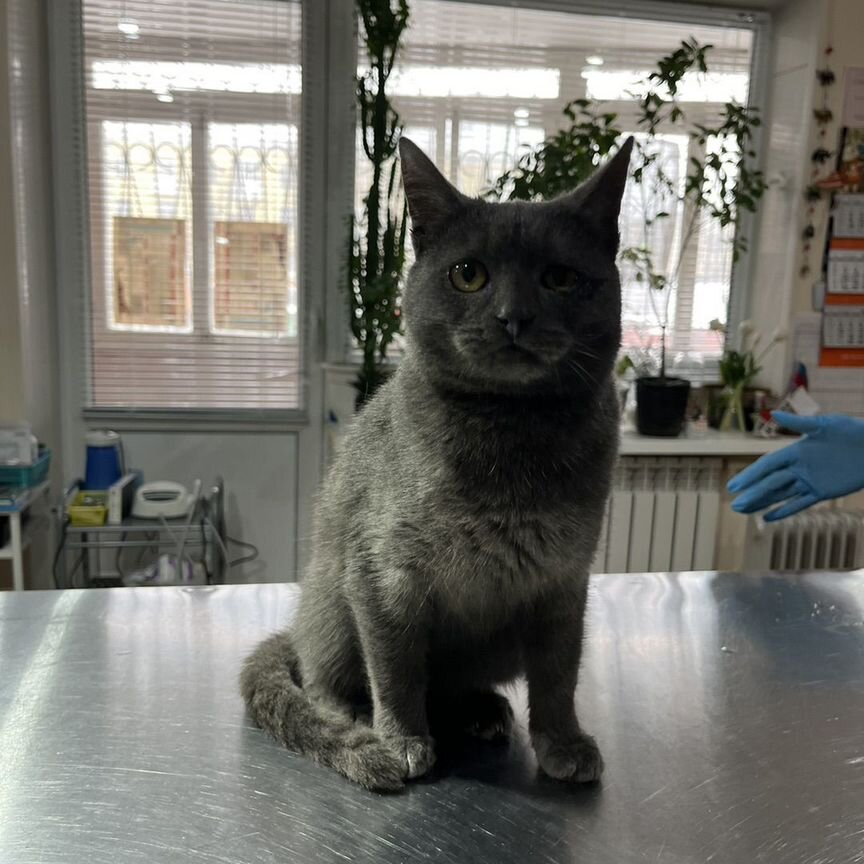Котенок
