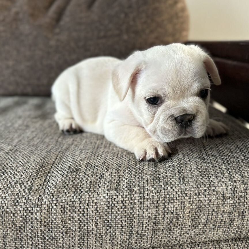 Французский бульдог щенки