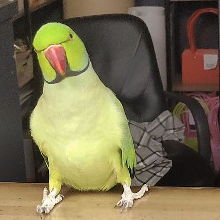 Ожереловый попугай самец