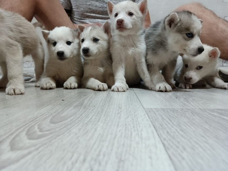 Щенки маламута-лайки