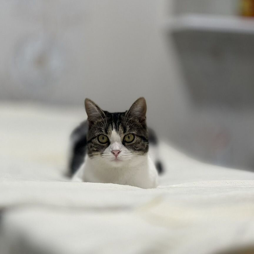 Отдам кошку в очень очень добрые руки