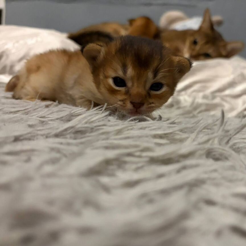 Абиссинский котёнок