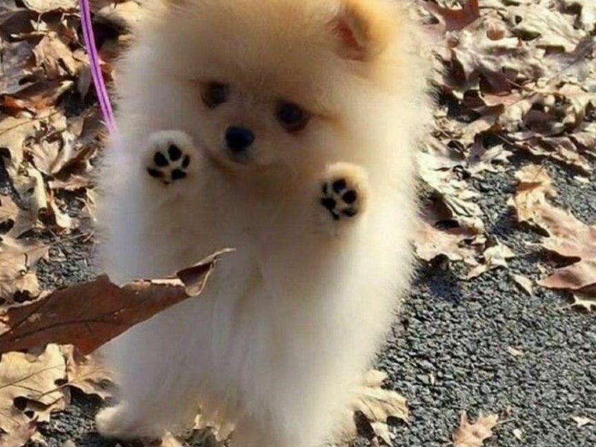 Собака мини шпиц