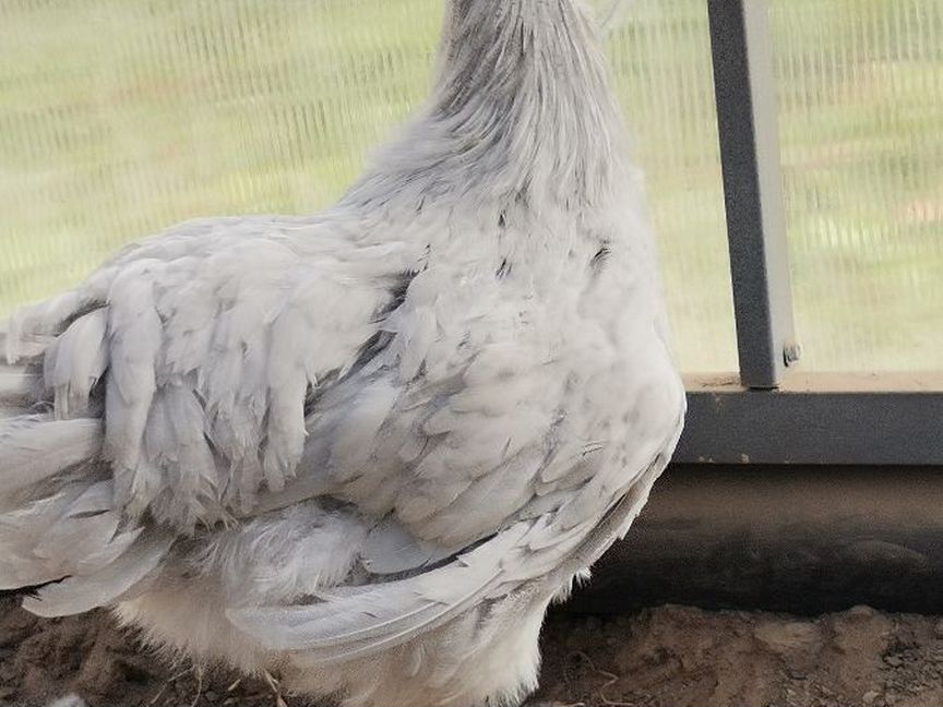 Молодой петушок Орпингтон