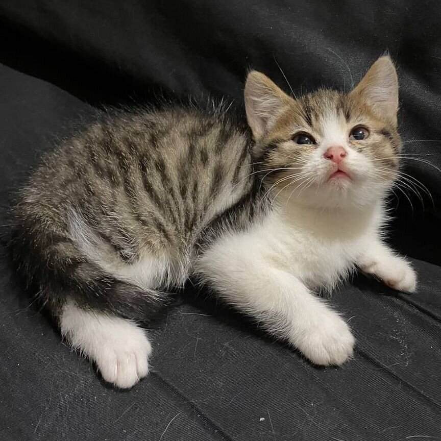 Сибирские котята