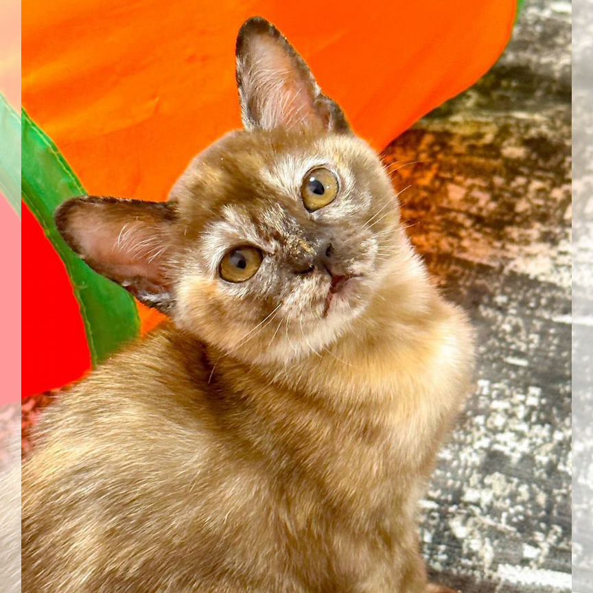 Котенок бурмы