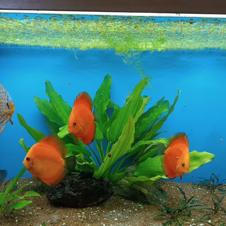 Эхинодорус