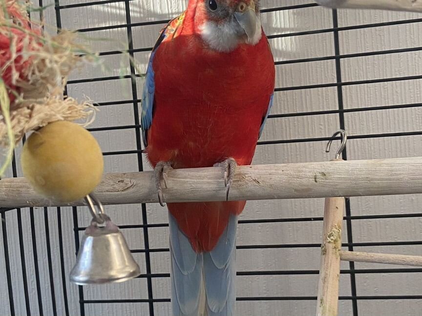 Попугай розелла и корелла